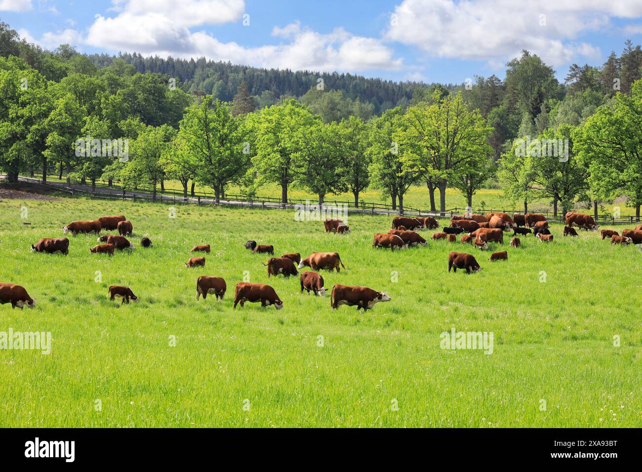 Hereford cattle summer grazing in lush green pasture under beautiful ...
