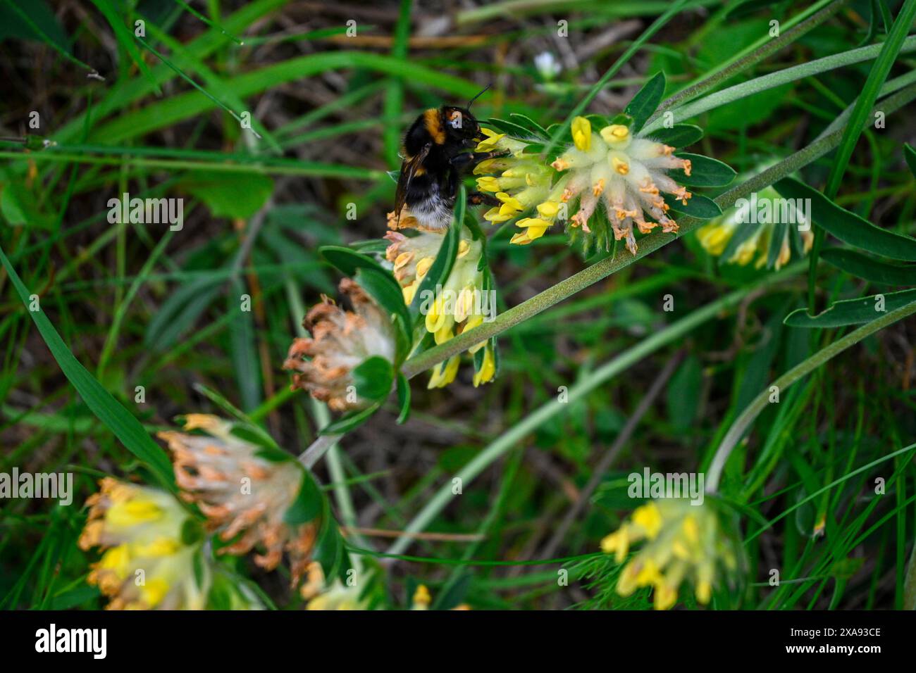 Close-up view of a bumblebee gathering nectar from vibrant yellow ...