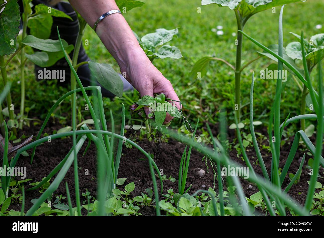 Pulling weeds in the garden hi-res stock photography and images - Alamy