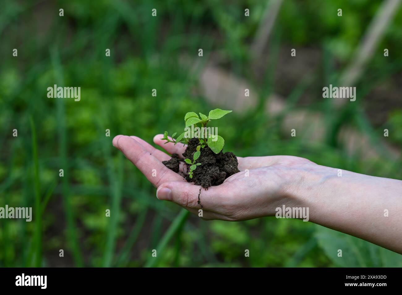 Earth Day. A close-up of a hand growing a tree, symbolizing growth and ...