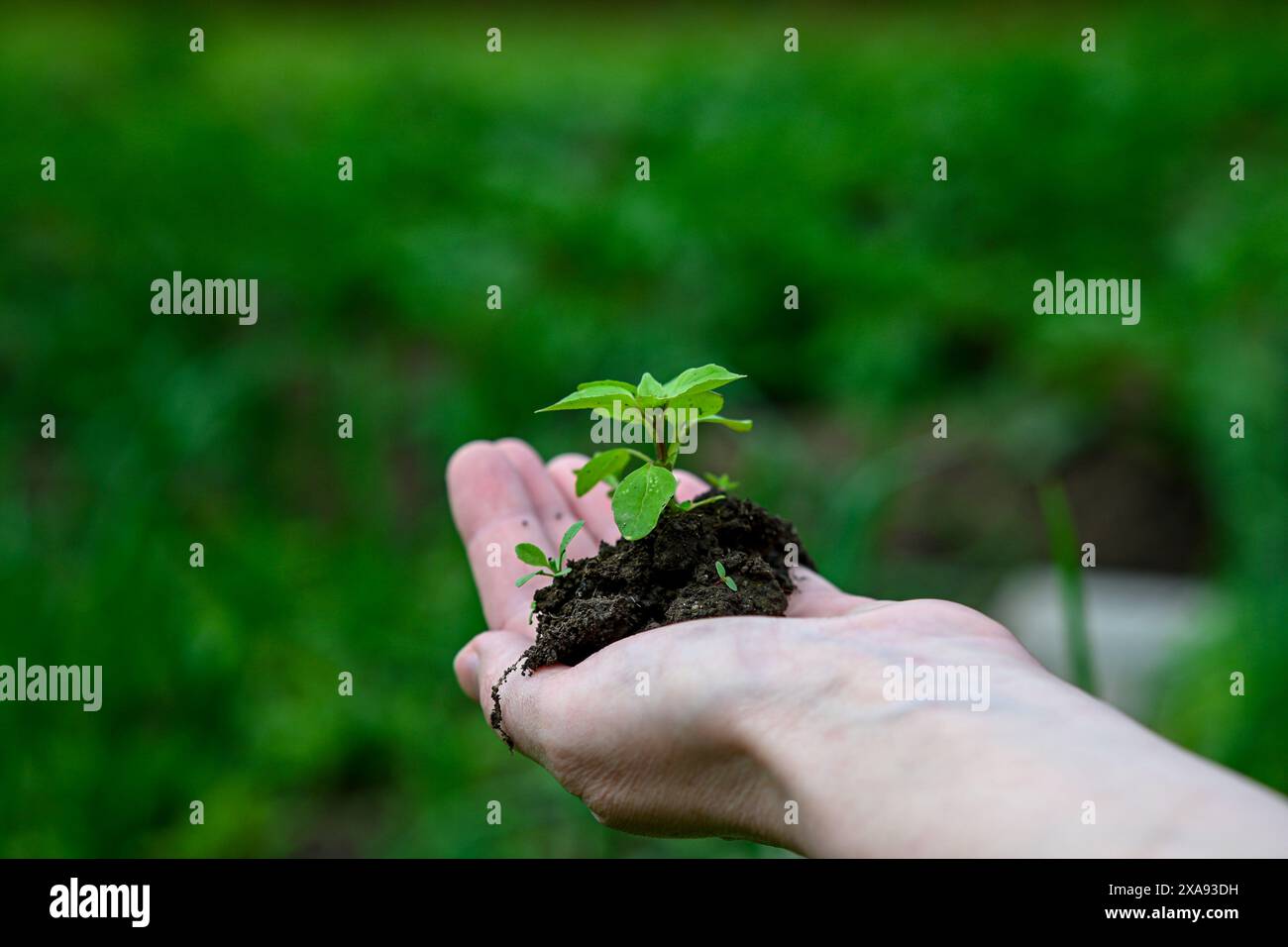 Earth Day. A close-up of a hand growing a tree, symbolizing growth and ...