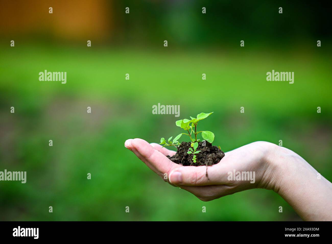 Earth Day. A close-up of a hand growing a tree, symbolizing growth and ...