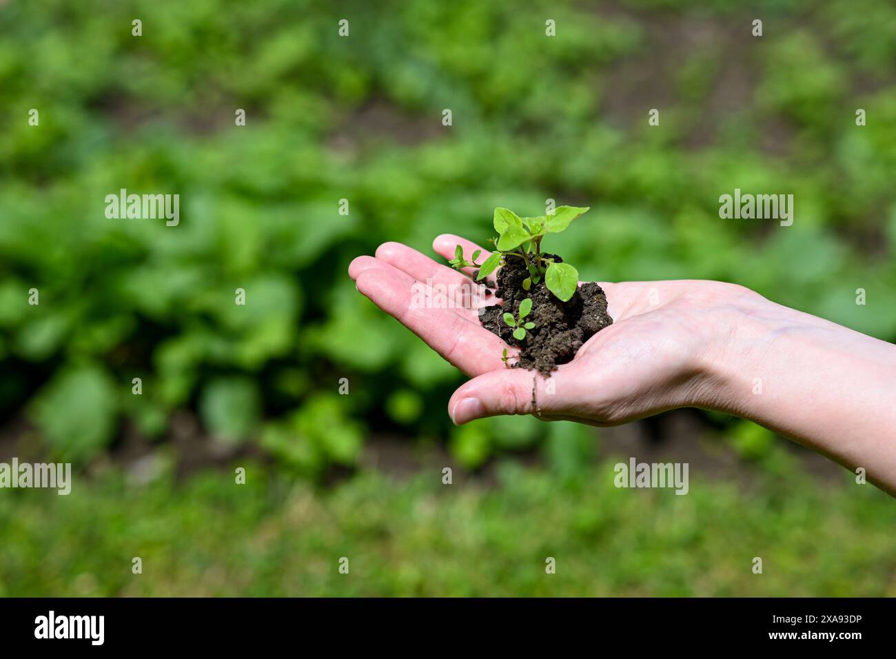 Earth Day. A close-up of a hand growing a tree, symbolizing growth and ...