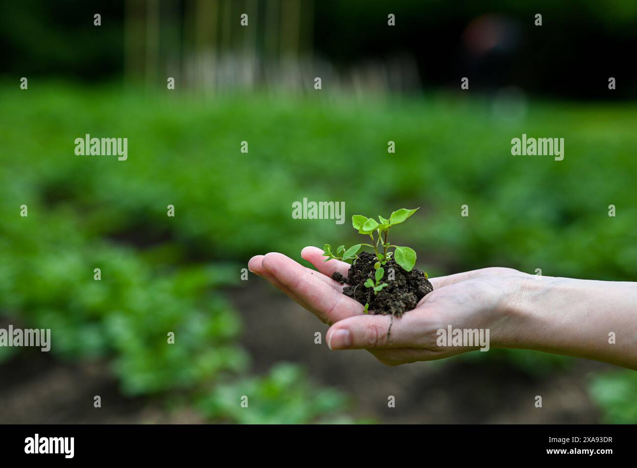Earth Day. A close-up of a hand growing a tree, symbolizing growth and ...