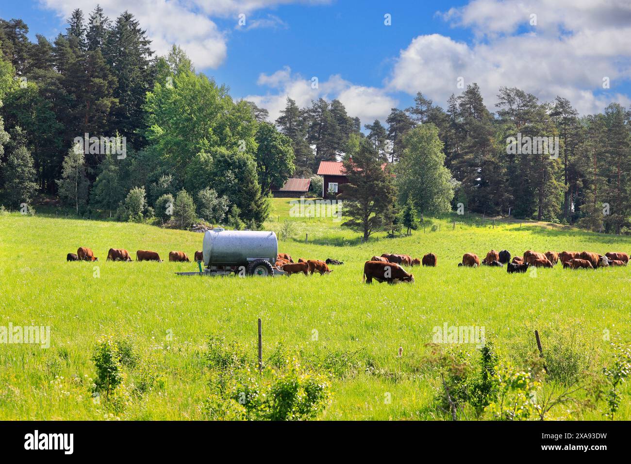 Cows grazing in lush green grass field hi-res stock photography and ...