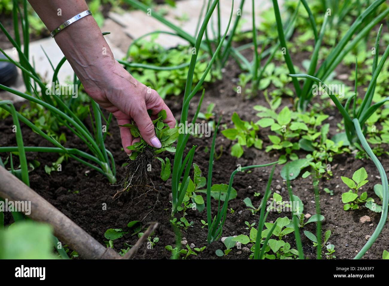 Pulling weeds in the garden hi-res stock photography and images - Alamy