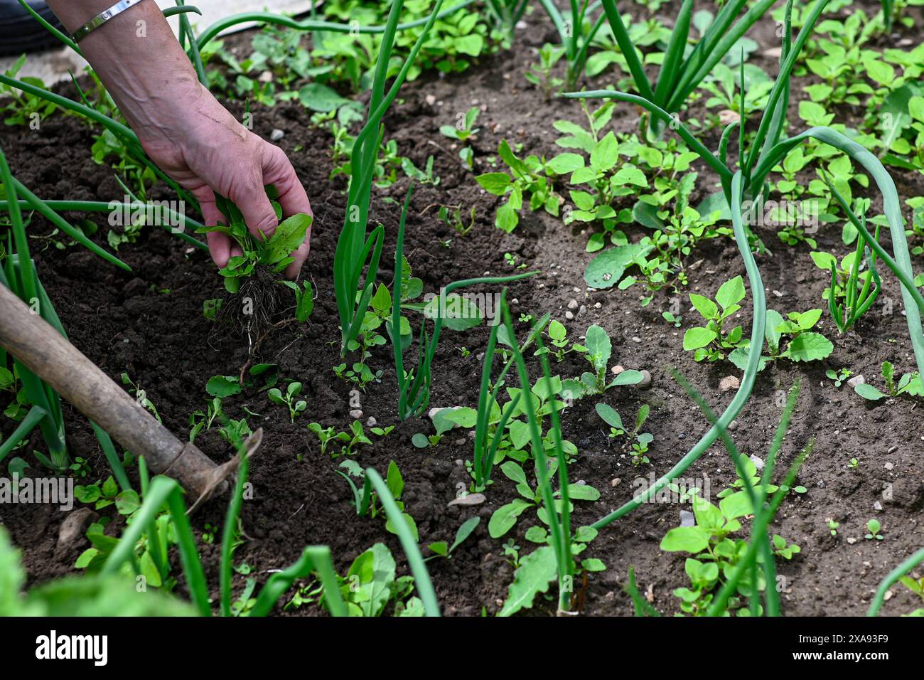 Close-up of a hand pulling weeds among green onion plants in a garden ...