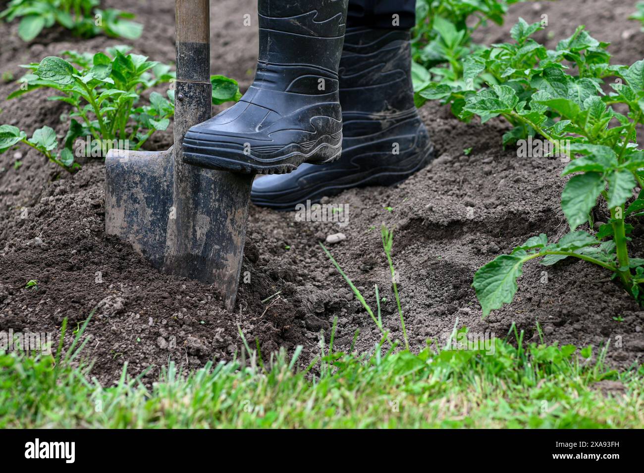 Close up shovel digging soil hi-res stock photography and images - Alamy