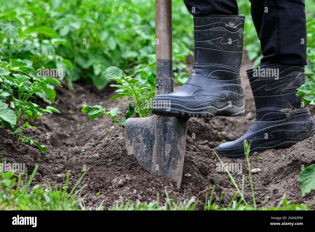 Close-up of gardener's boots and shovel ready to dig soil among green ...