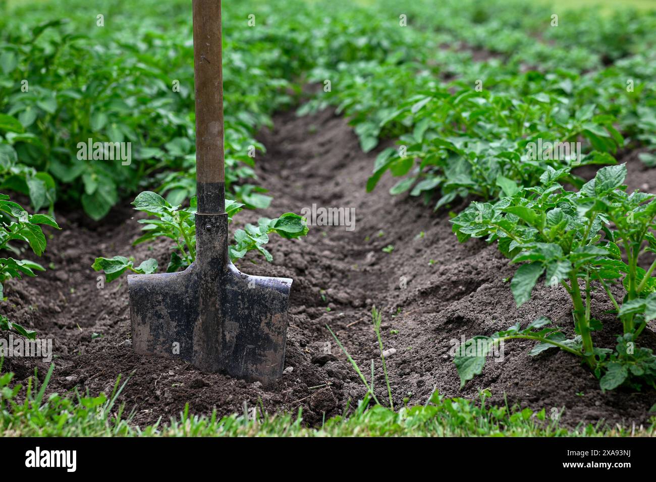 spade used in potato field for agriculture, farming and growing with ...