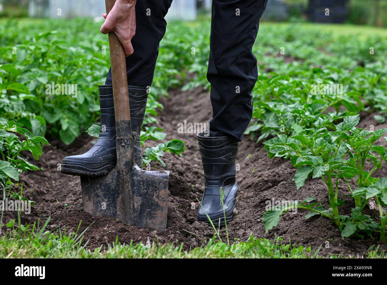 Dig up plants hi-res stock photography and images - Alamy
