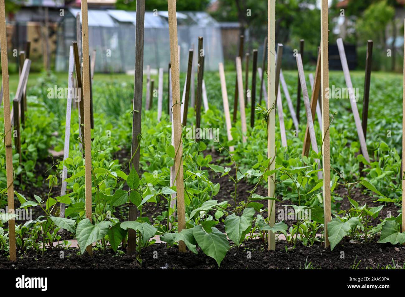 Vibrant green seedlings growing in neat rows with supporting sticks in ...