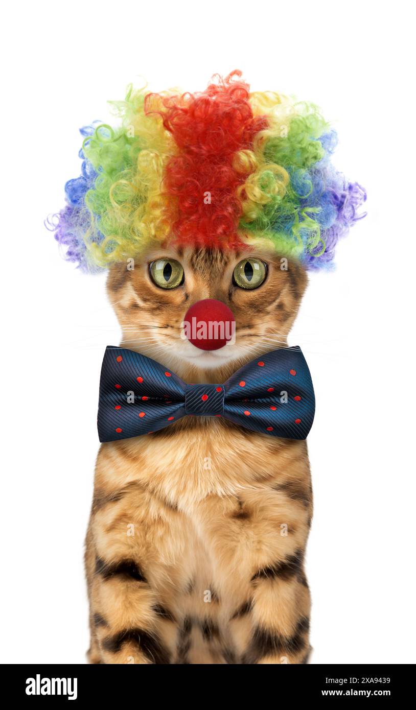 Funny red cat dressed in a festive suit and a clown hat on a white ...