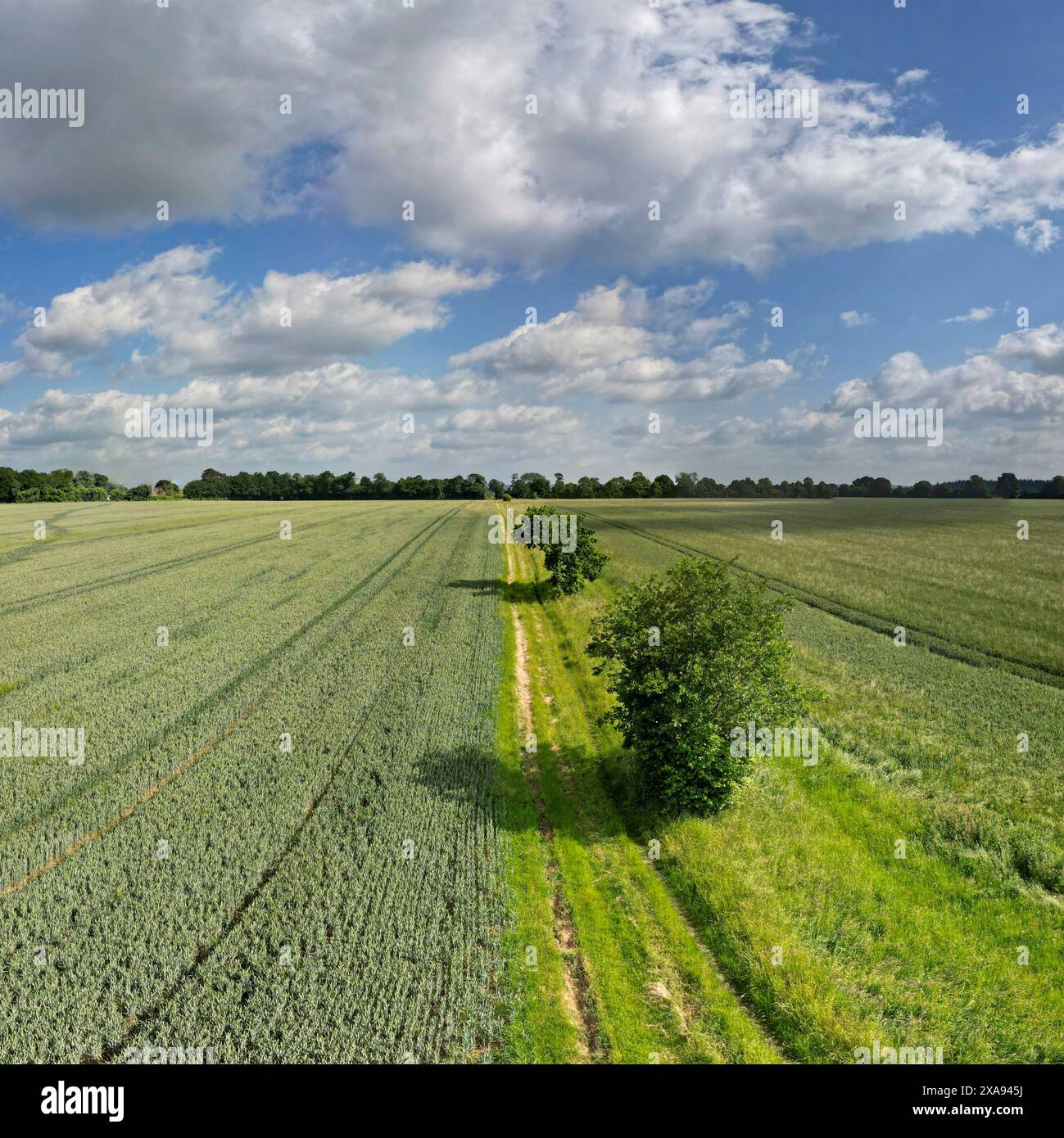 Aerial view of arable farmland near the village of Chart Suttuon, Kent ...