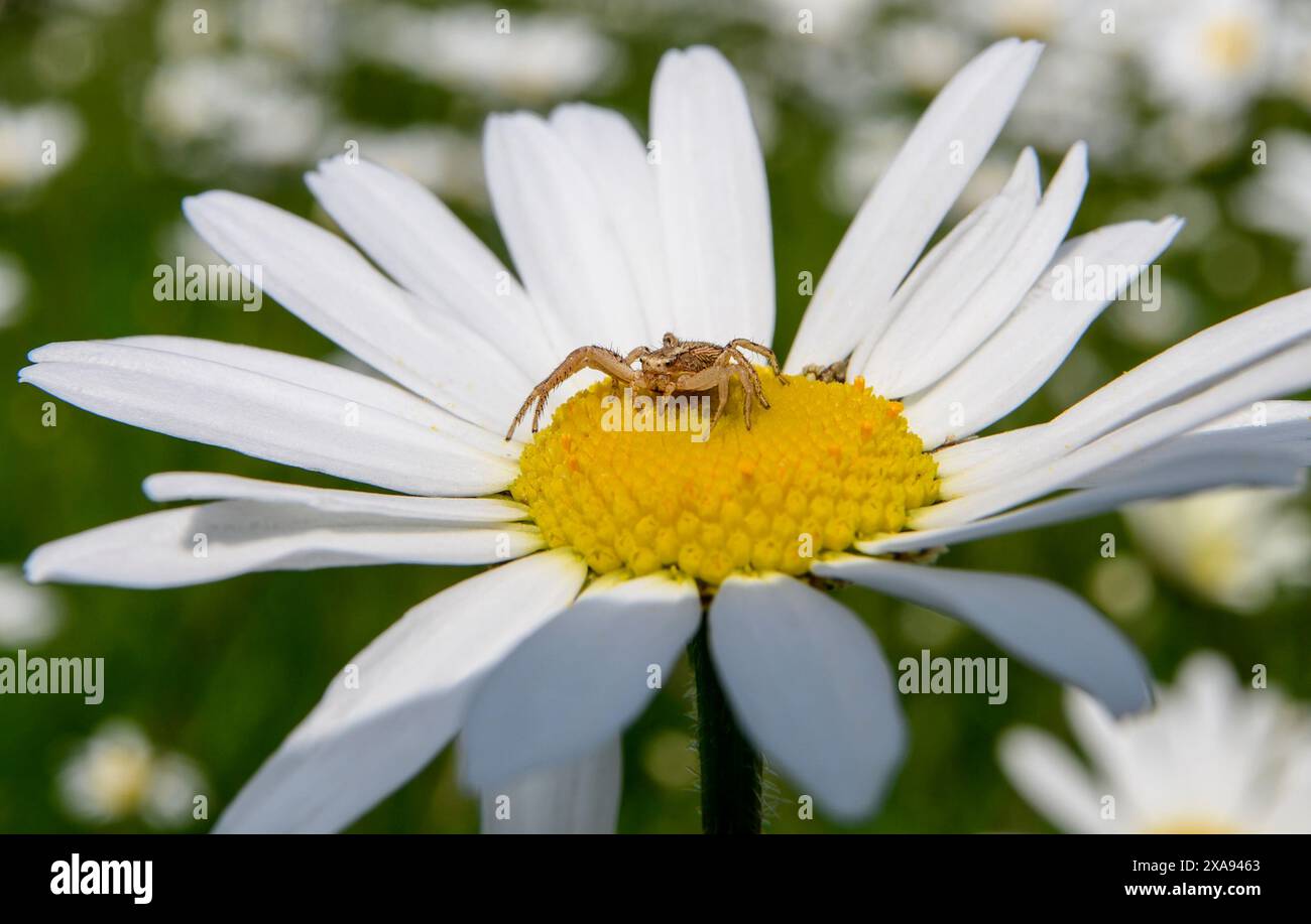 Common Crab Spider (Xysticus cristatus) resting on an Oxeye Daisy ...