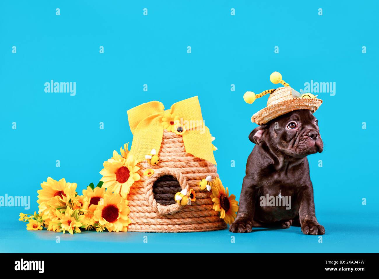 Black French Bulldog dog puppy with bee costume hat with antlers ...