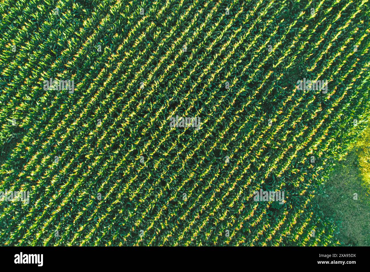 drone aerial top view of a cornfield in summer Stock Photo - Alamy