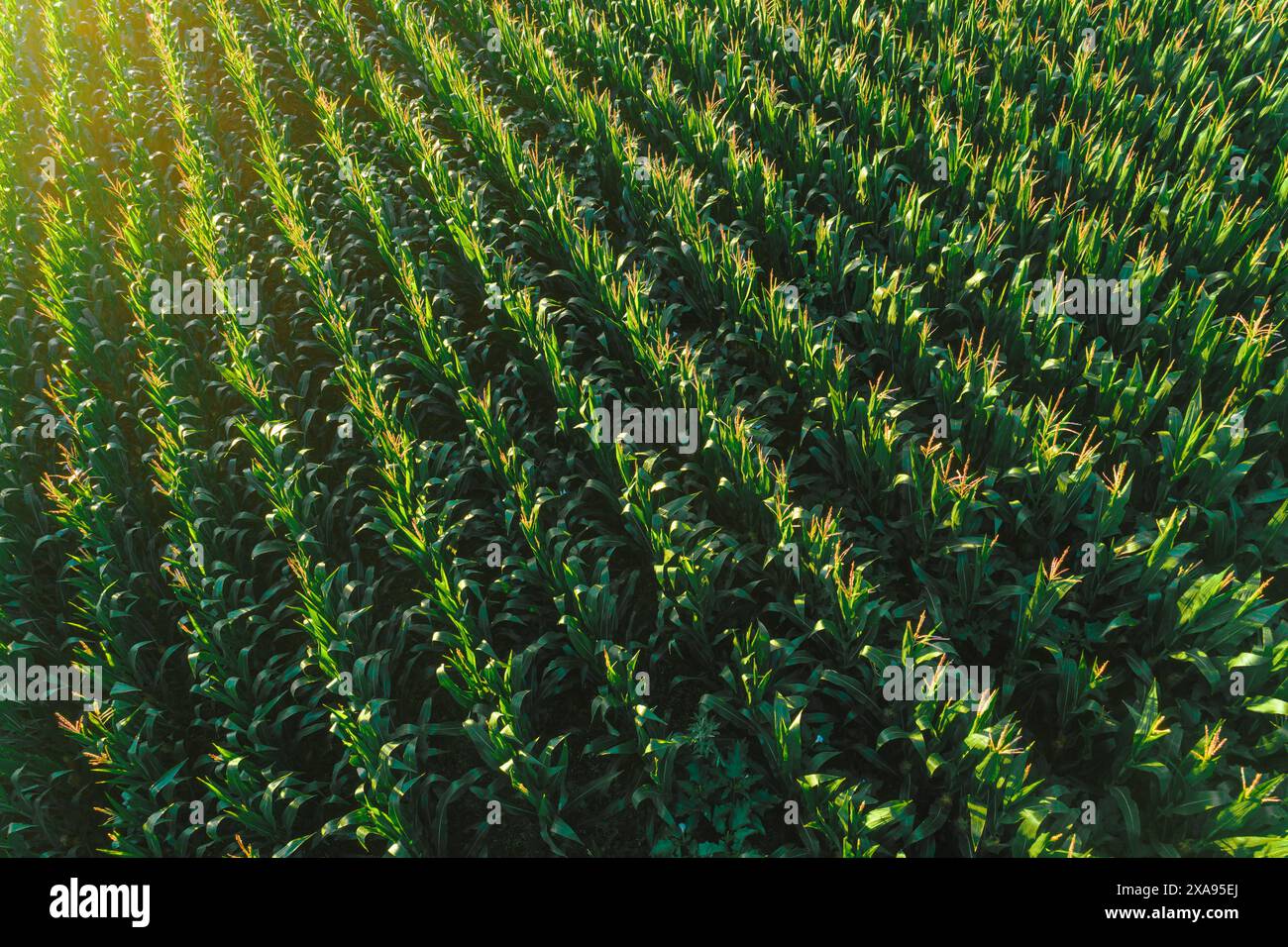drone aerial view of a cornfield in summertime Stock Photo - Alamy