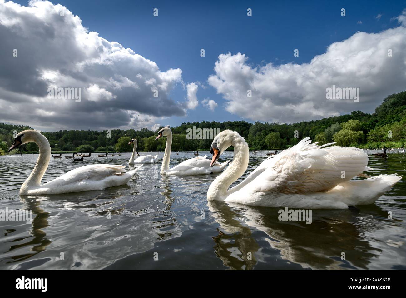 Bolton, England, UK, Wednesday June 05, 2024. Swans on the lake at ...