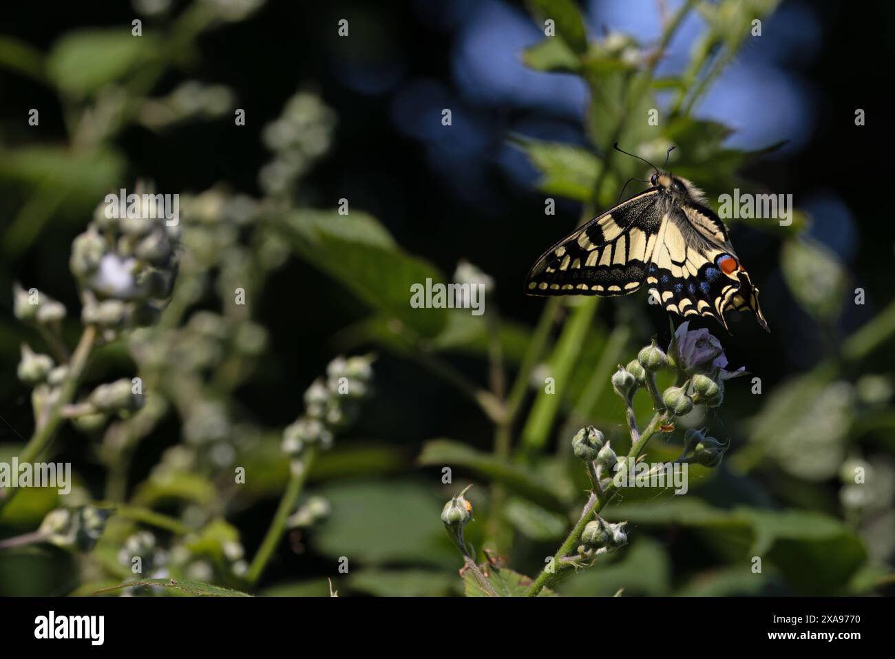 Swallowtail (Papilio machaon) butterfly flying Norfolk June 2024 Stock ...