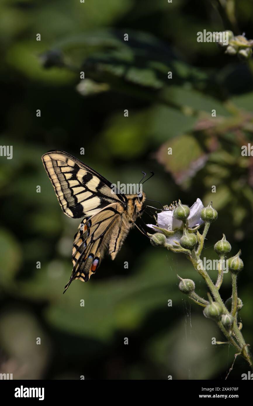 Butterflies underside swallowtail hi-res stock photography and images ...