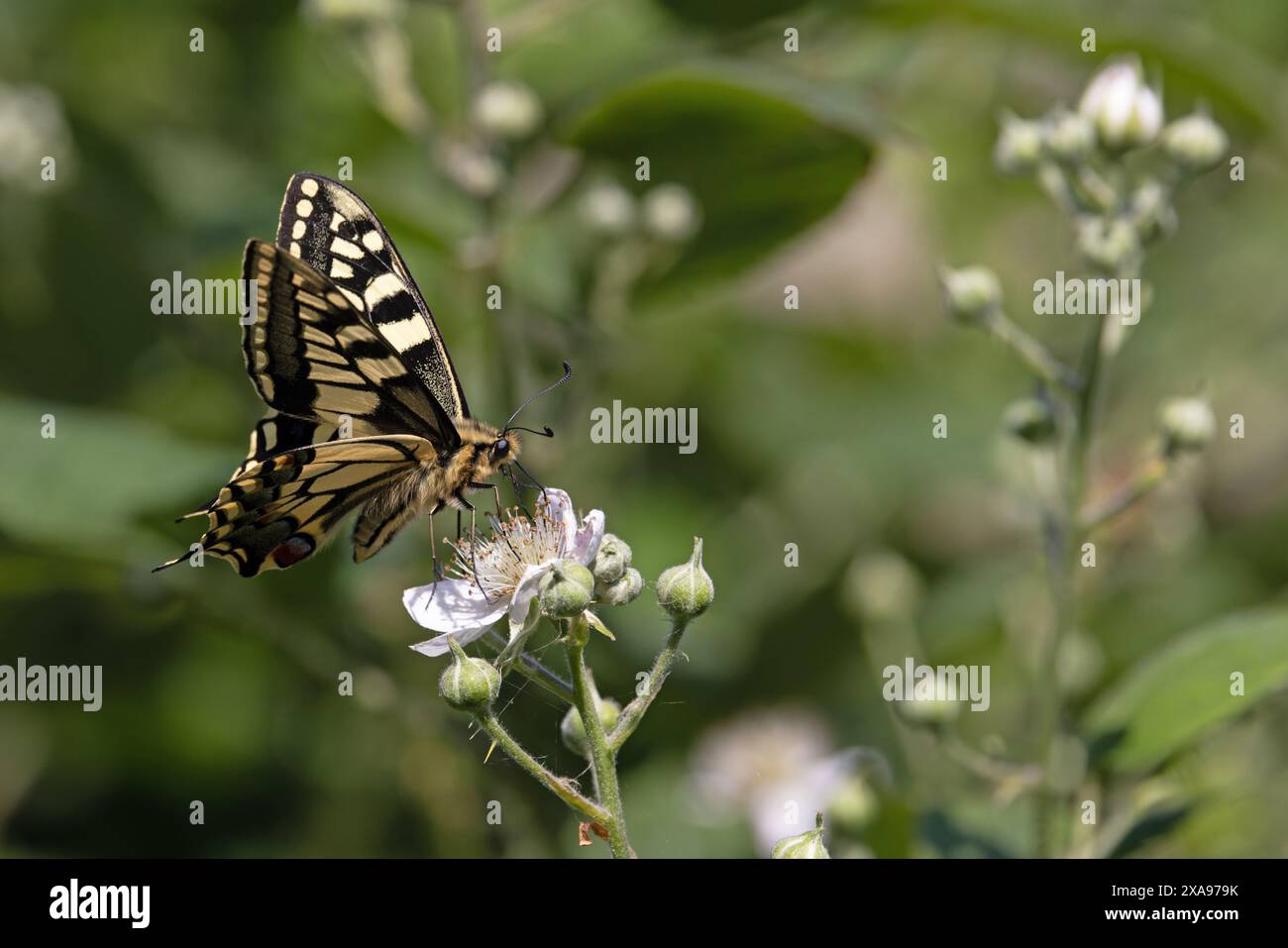 Swallowtail (Papilio machaon) Norfolk June 2024 Stock Photo - Alamy