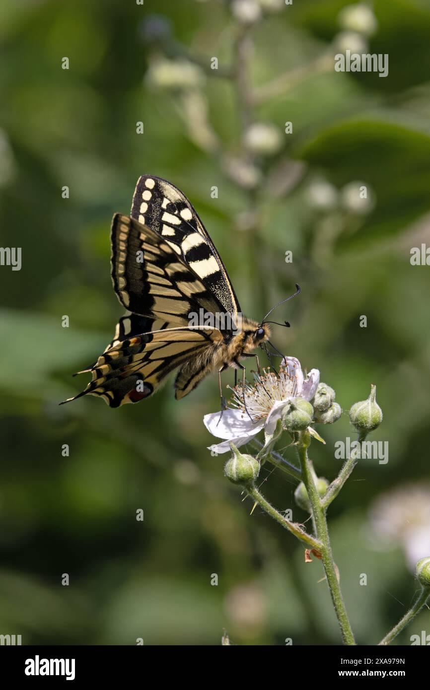 Swallowtail (Papilio machaon) Norfolk June 2024 Stock Photo - Alamy