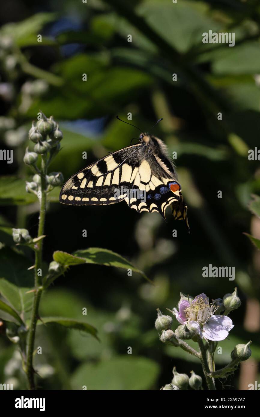 Swallowtail (Papilio machaon) butterfly flying Norfolk June 2024 Stock ...