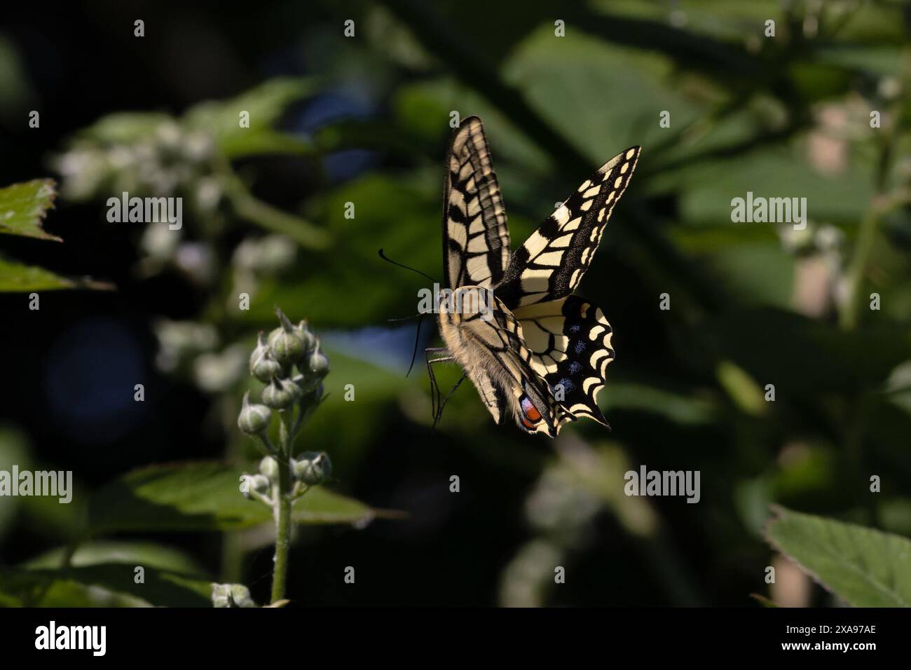 Swallowtail (Papilio machaon) butterfly flying Norfolk June 2024 Stock ...