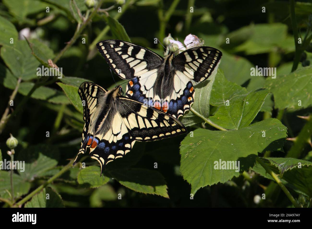 Swallowtail (Papilio machaon) two butterflies pair flying Norfolk June ...