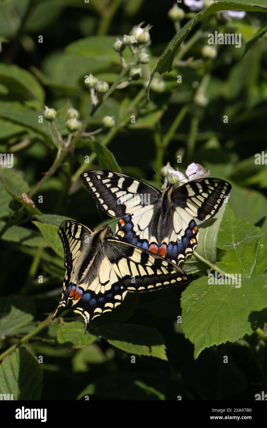 Swallowtail (Papilio machaon) two butterflies pair flying Norfolk June ...