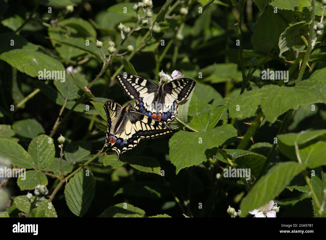Swallowtail (Papilio machaon) two butterflies pair flying Norfolk June ...