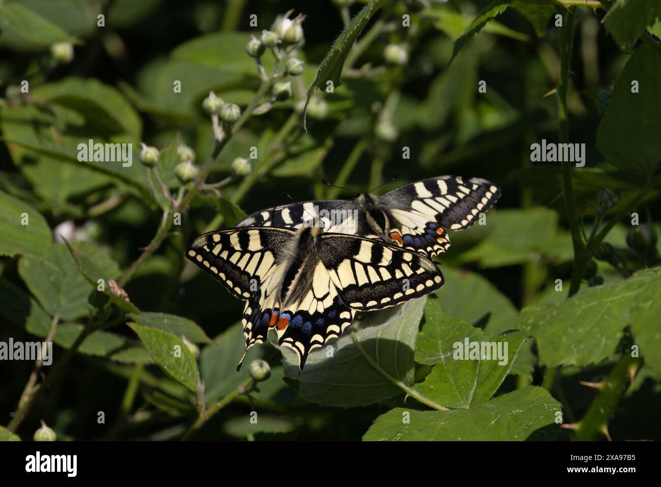 Swallowtail (Papilio machaon) two butterflies pair flying Norfolk June ...