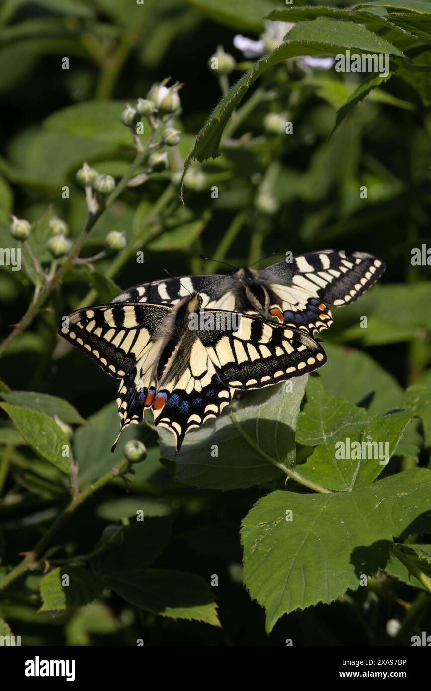 Swallowtail (Papilio machaon) two butterflies pair flying Norfolk June ...