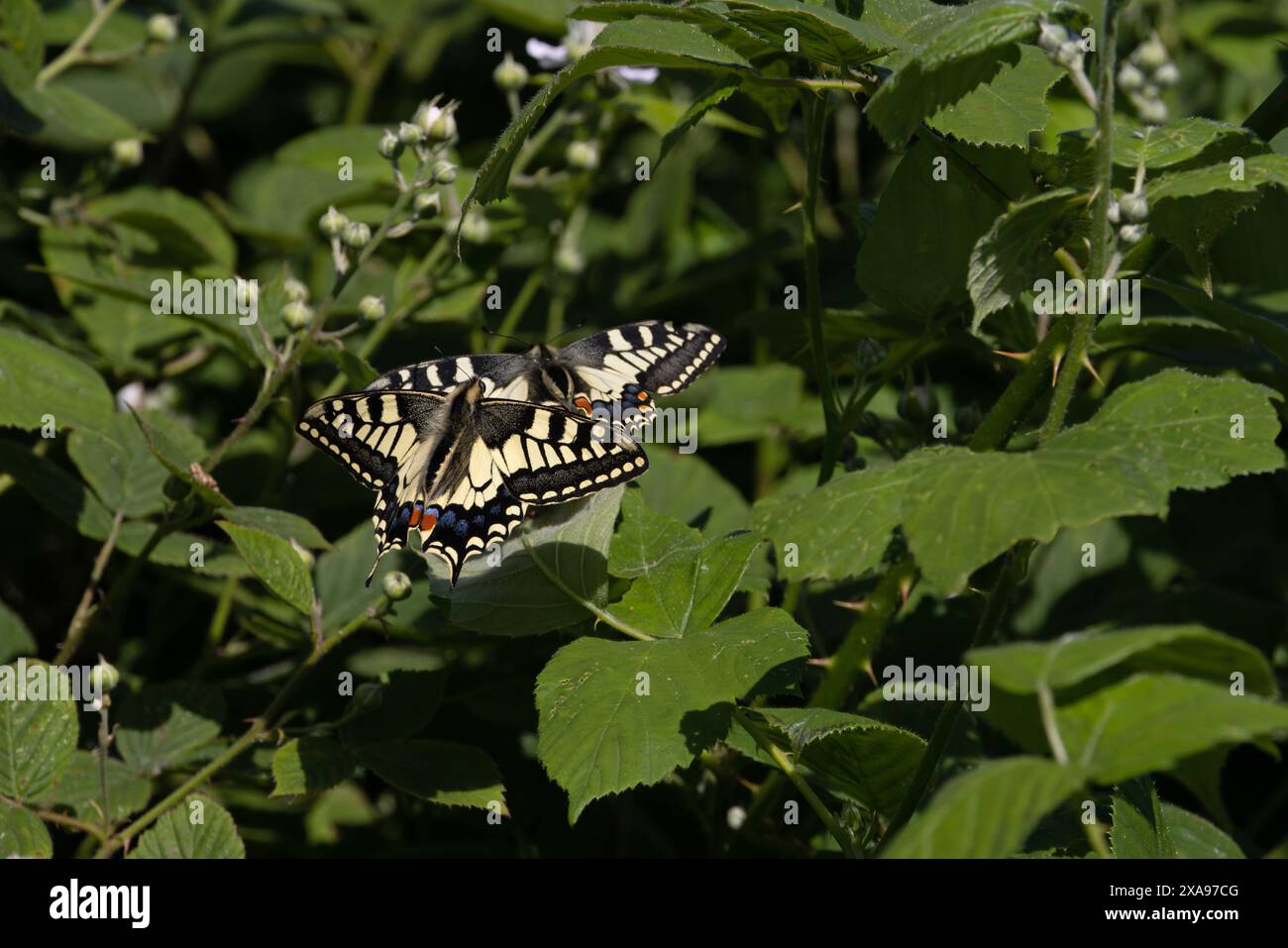 Swallowtail (Papilio machaon) two butterflies pair flying Norfolk June ...
