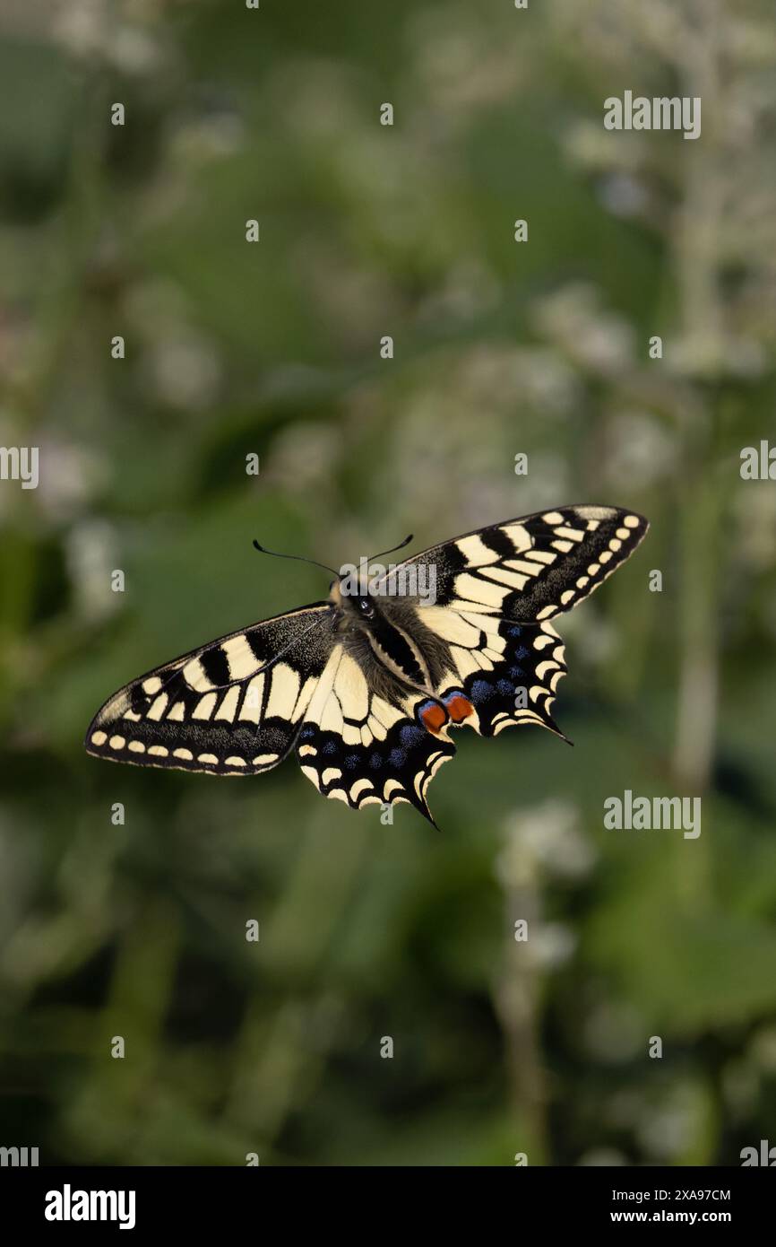 Swallowtail (Papilio machaon) butterfly flying Norfolk June 2024 Stock ...