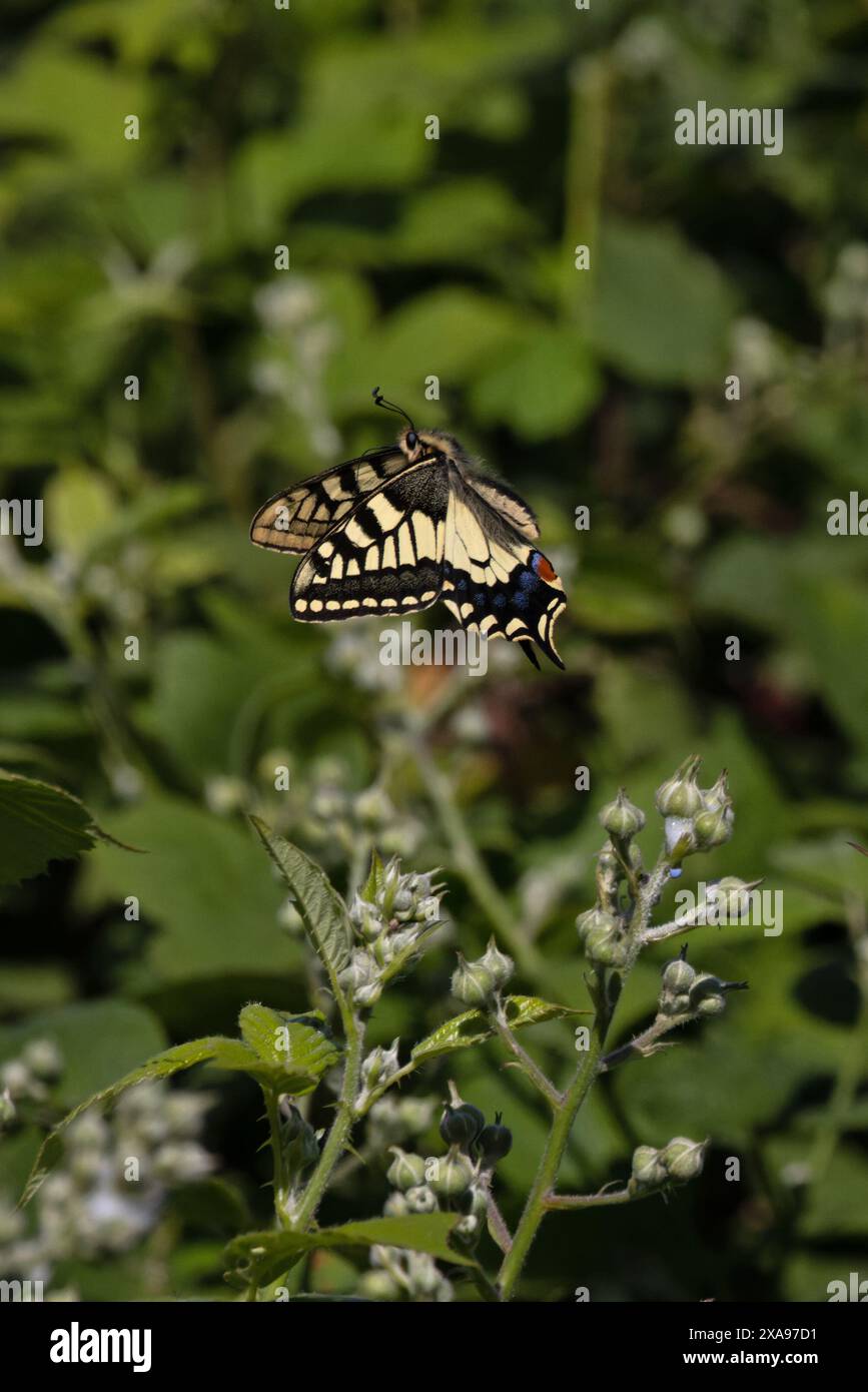 Swallowtail (Papilio machaon) butterfly flying Norfolk June 2024 Stock ...