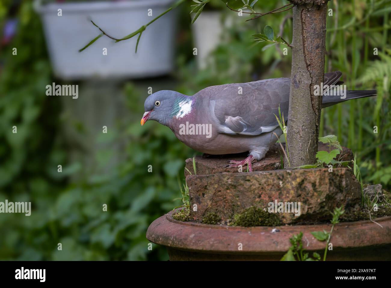 Lincolnshire, England UK - Wood Pigeon (Columba palumbus) or Common ...