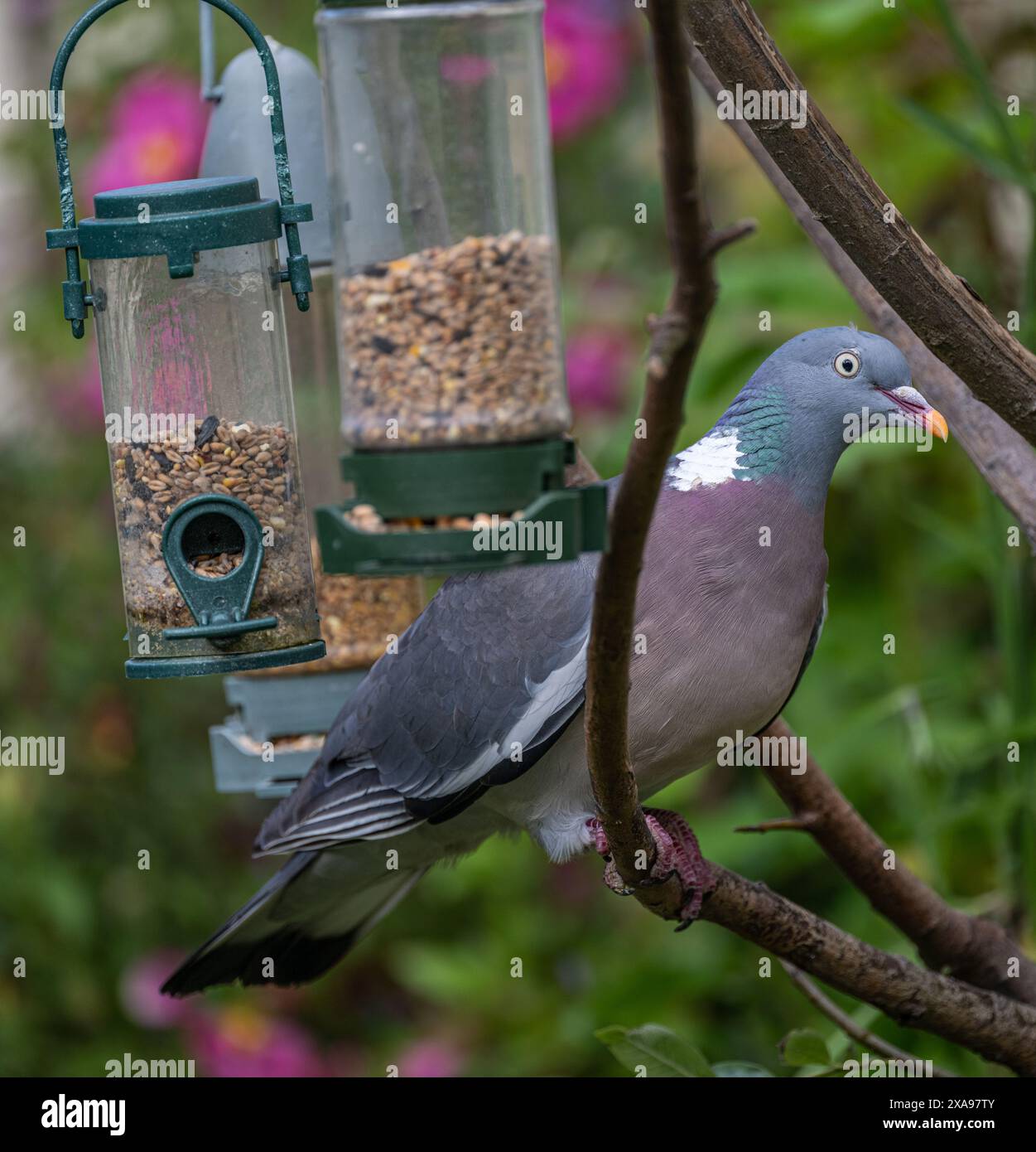Lincolnshire, England UK - Wood Pigeon (Columba palumbus) or Common ...