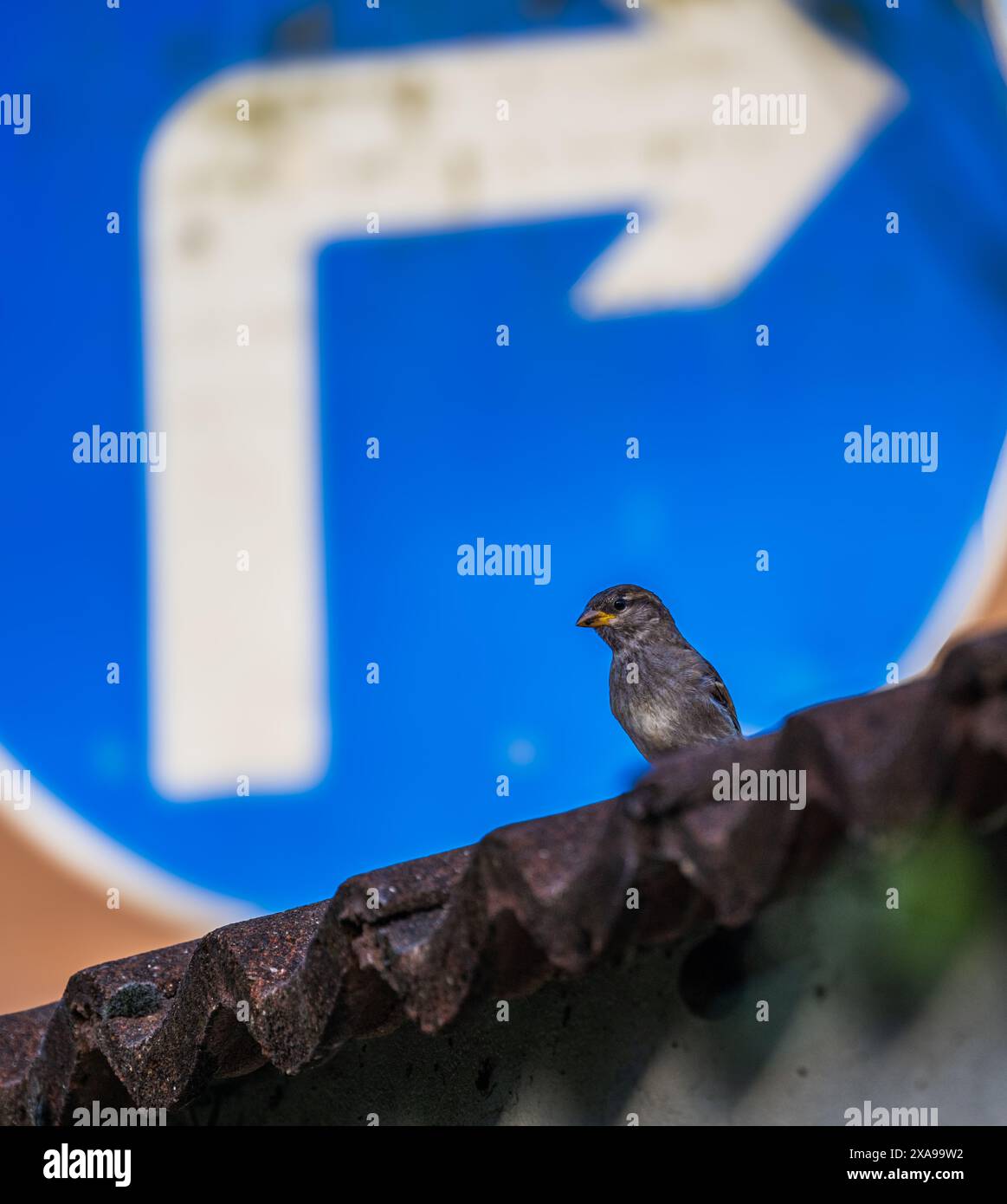 A young female, or hen, House Sparrow (passer domesticus) stood on a ...