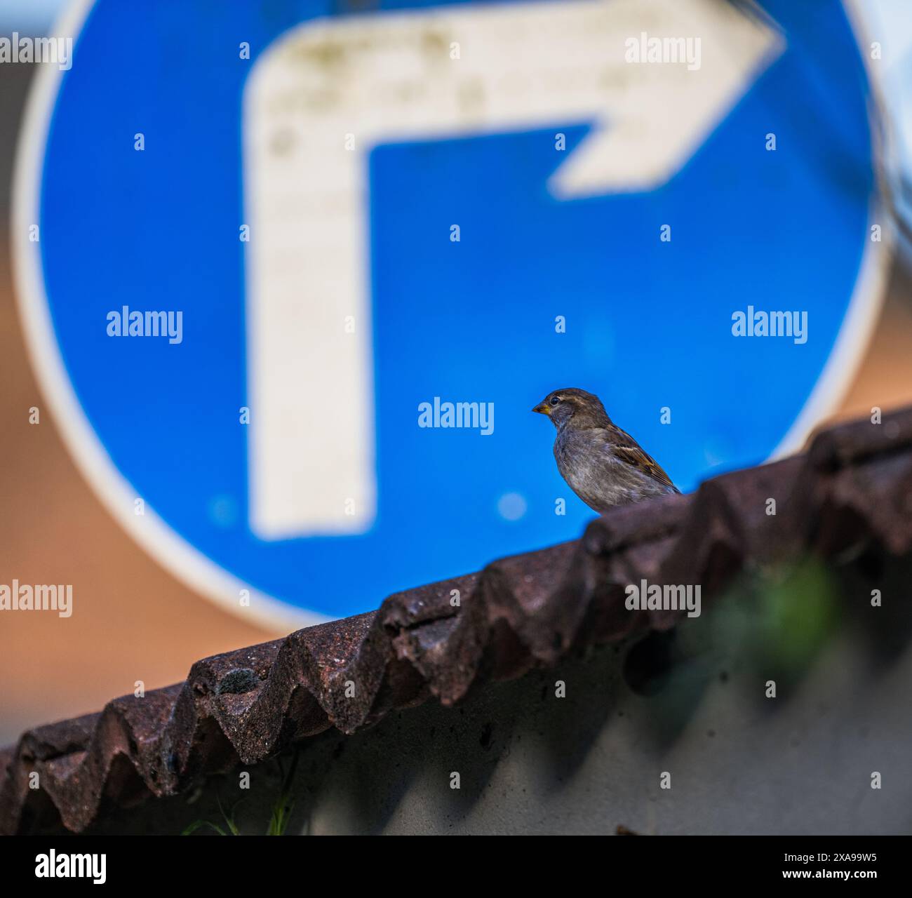 A young female, or hen, House Sparrow (passer domesticus) stood on a ...
