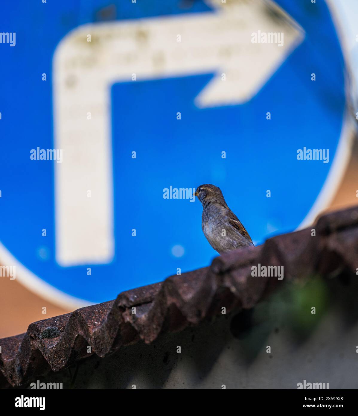 A young female, or hen, House Sparrow (passer domesticus) stood on a ...