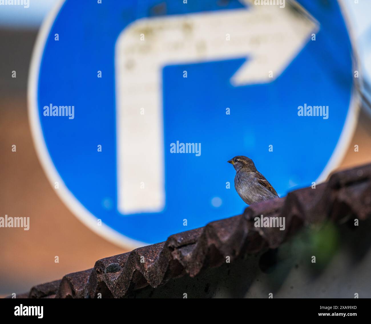 A young female, or hen, House Sparrow (passer domesticus) stood on a ...