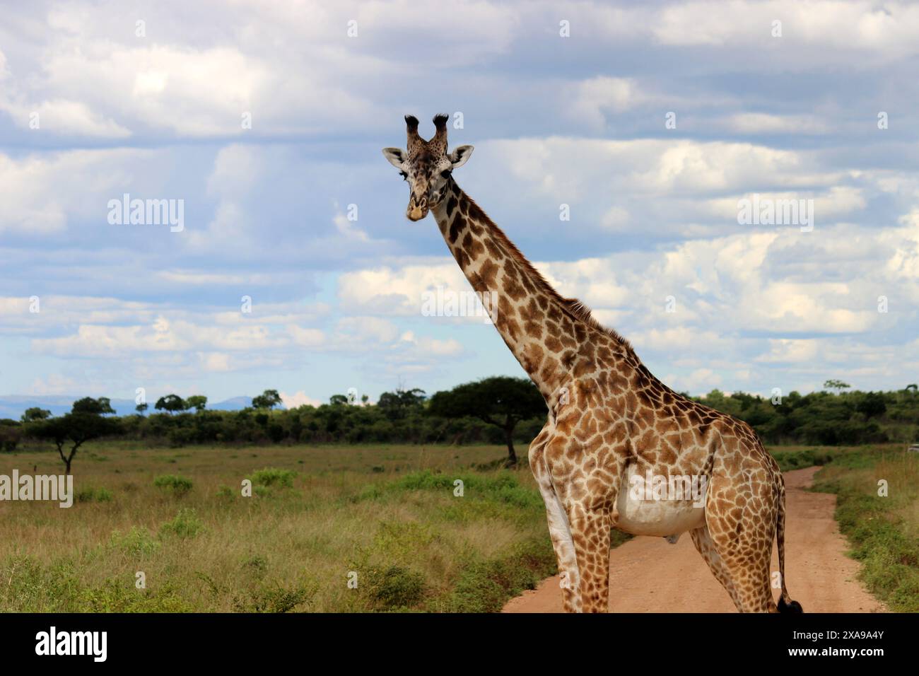 Full Giraffe Photo from Maasai mara- High Definition Wildlife ...