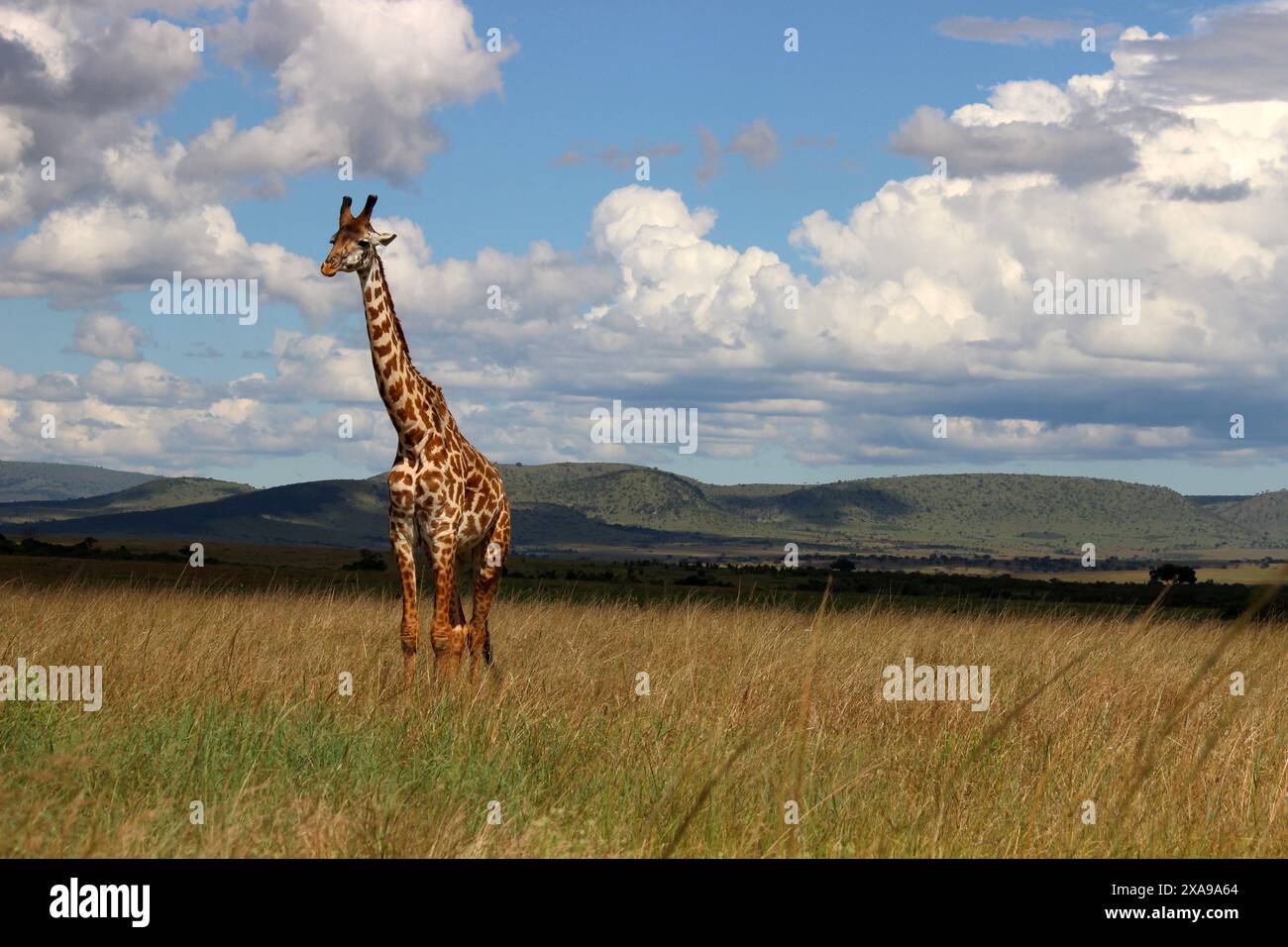 Full Giraffe Photo from Maasai mara- High Definition Wildlife ...