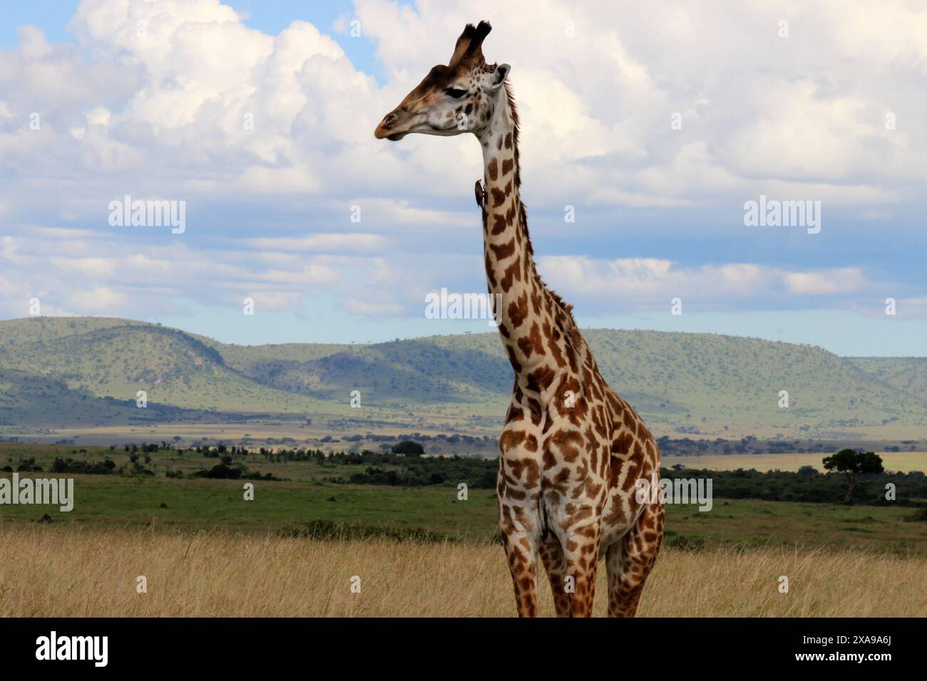Full Giraffe Photo from Maasai mara- High Definition Wildlife ...