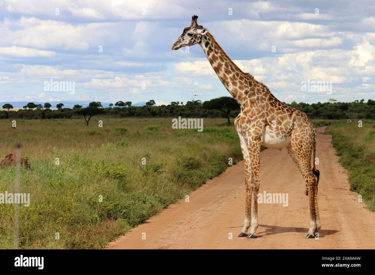 Wildlifejungle animals hi-res stock photography and images - Alamy