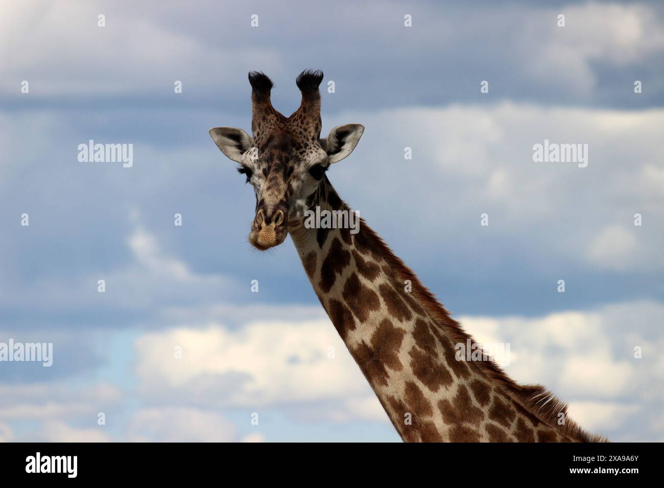 Full Giraffe Photo from Maasai mara- High Definition Wildlife ...
