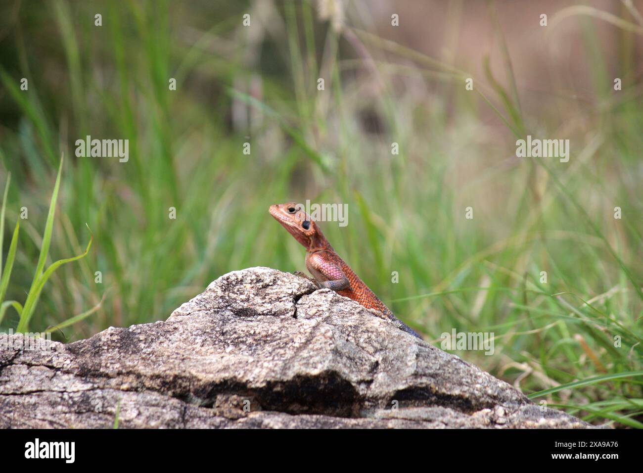 Blue and Orange Lizard in the Masai Mara, Kenya | African Lizard Stock ...