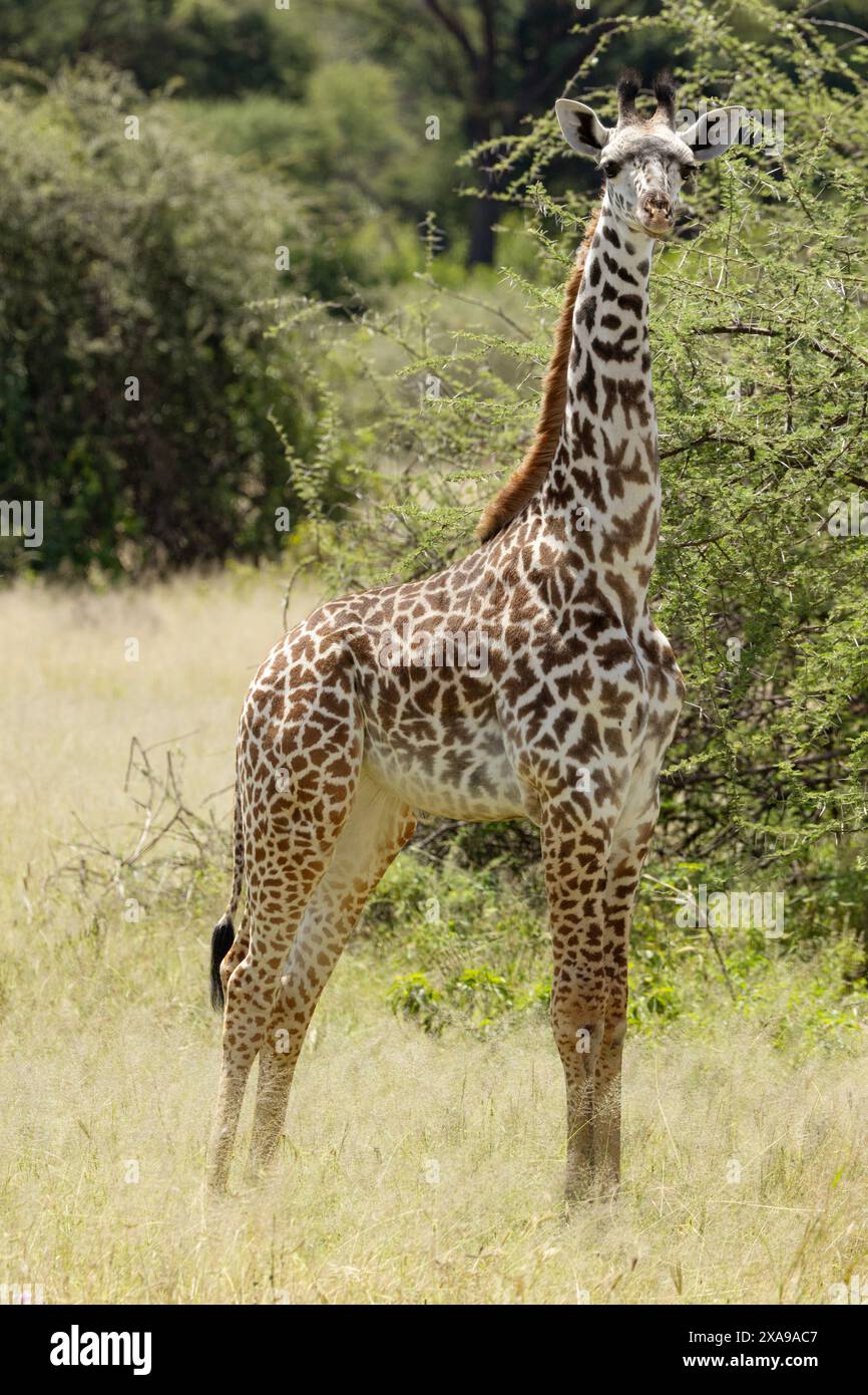 The body proportions of a young Giraffe is distinctly different from ...